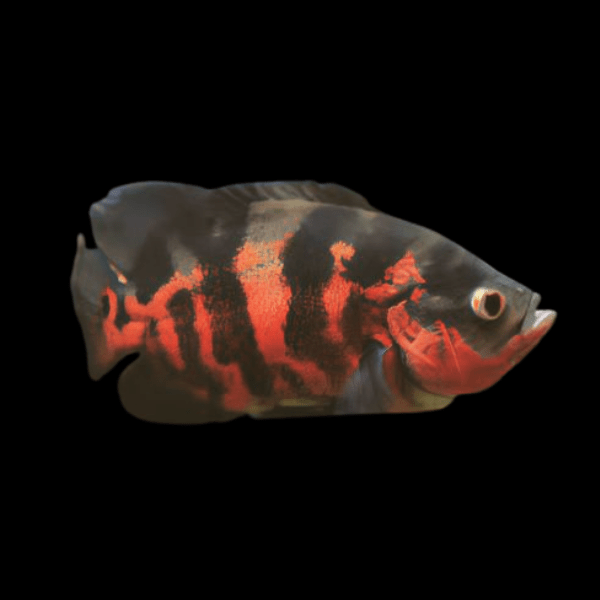 Super Red Oscar Fish Albino Super Red Mosaic Oscar
