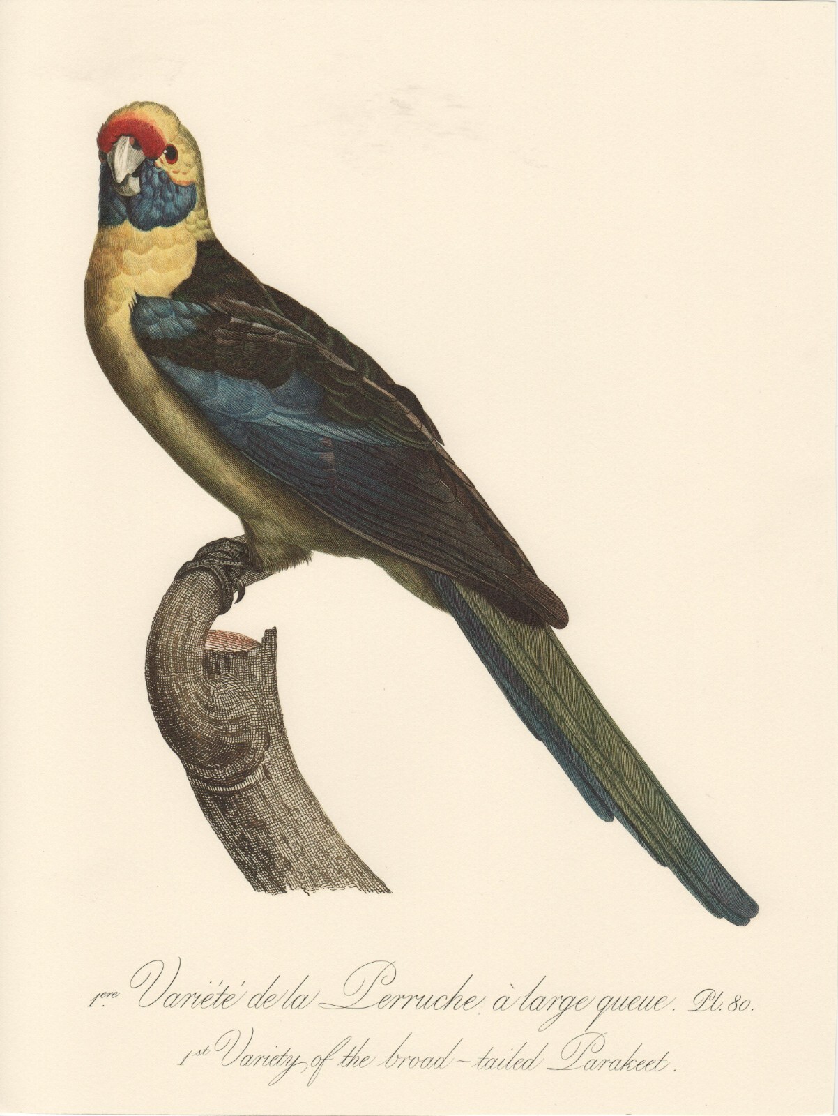 BARABAND PARROT PRINT / #531 / LEFT BROADTAILED PARAKEET / PLATE 78/ 10 ...