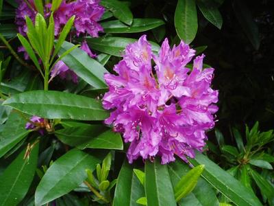 Rosebay Rhododendron, Rhododendron maximum, Shrub Seeds (Showy ...