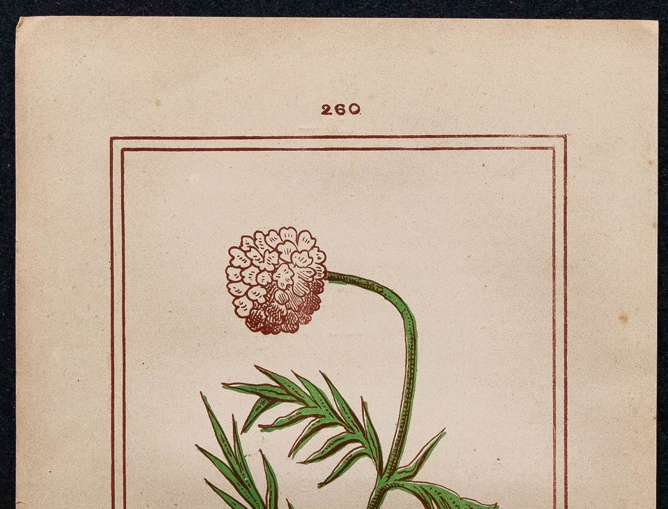 1886 - Chamomile - Botanical - Medicinal plant in color - Flowers | eBay UK