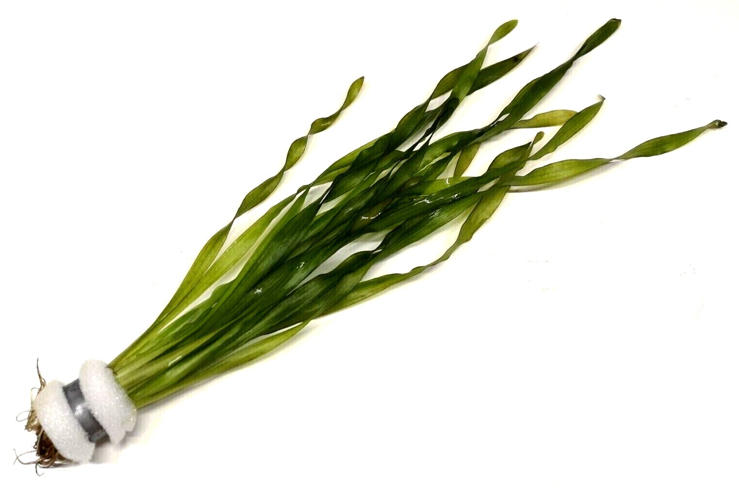 Vallisneria Asiaticia "Corkscrew" Vallis Bunch Live Aquarium Aquatic ...