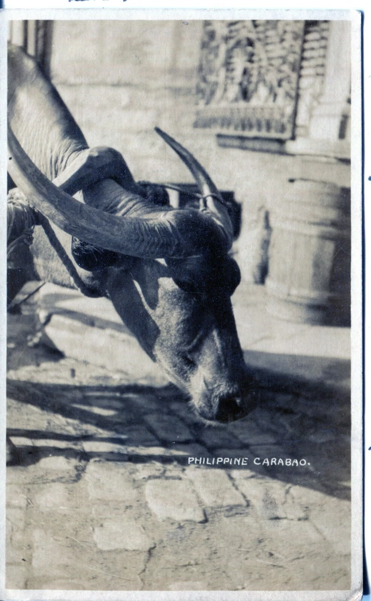 Philippine Carabao Logo