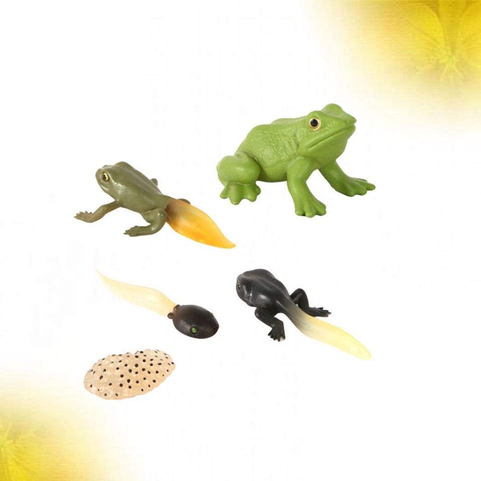 Life Cycle Toys Animal Growth Figurines Table Ornament Frog Sculptures ...