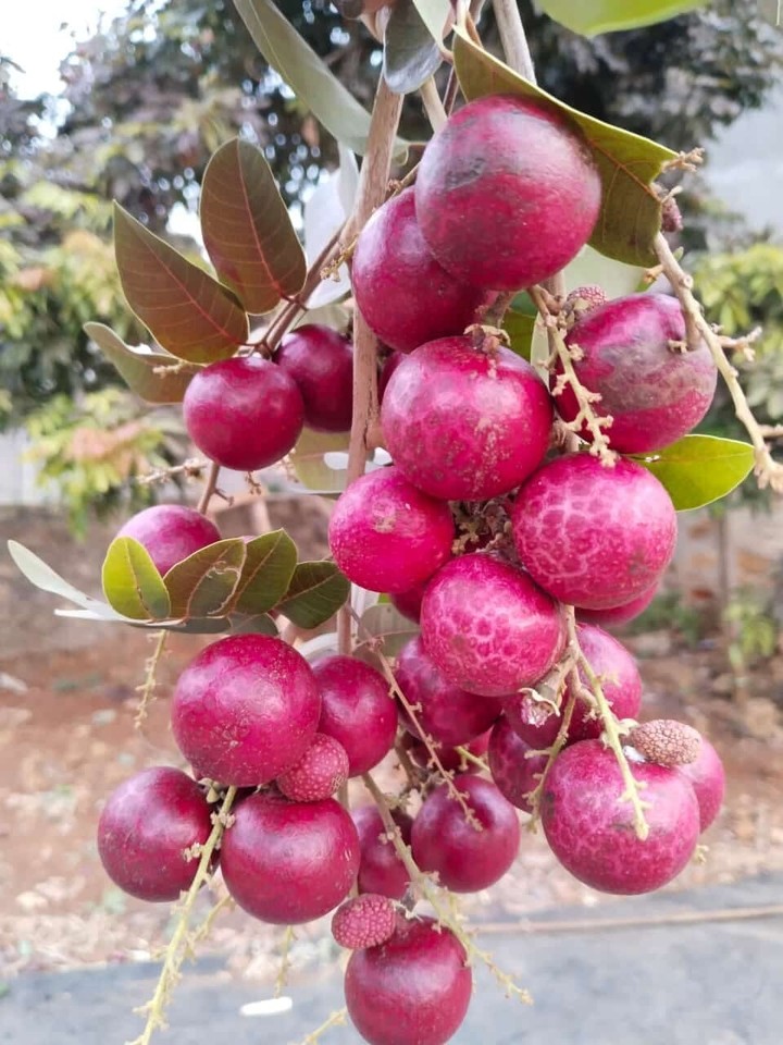 Grafteds Dwarf Red Ruby Longan Fruit tree Very sweet fruit (Best ...