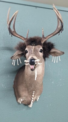 Whitetail Deer Real Antler Deer Taxidermy Mount Freak Deer Dracula | eBay