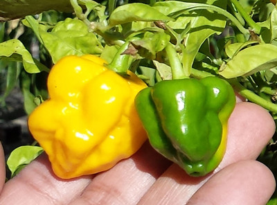 Trinidad 7 Pot / 7 Pod Yellow Chilli - A One of the World's Hottest ...