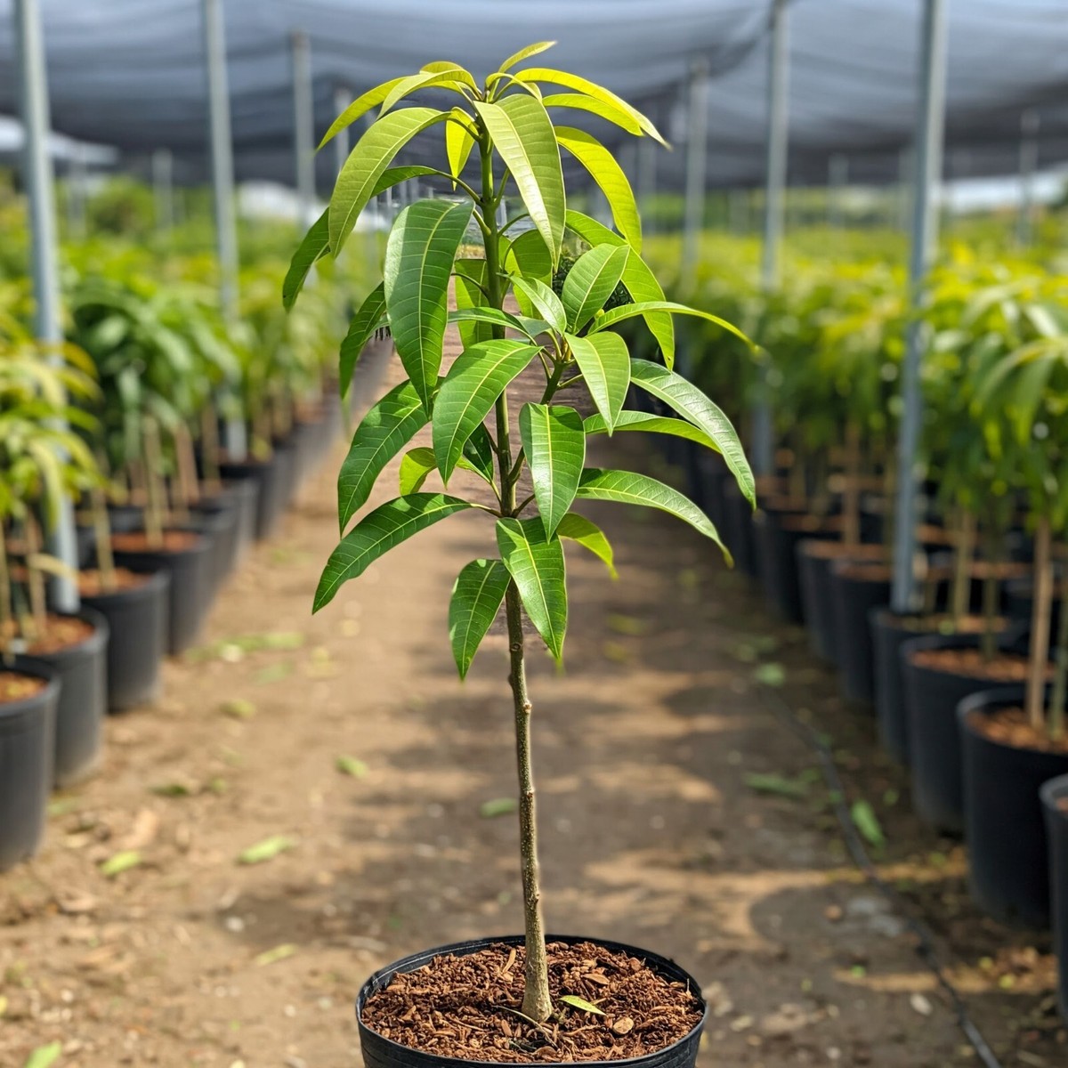 Young Mango Tree Coconut Cream Mango Tree, Grafted – Everglades Farm