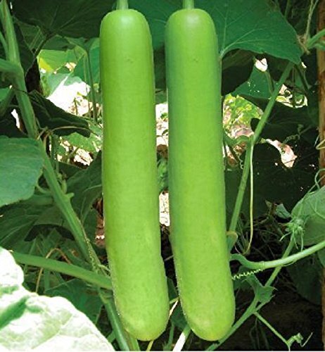 Loki Vegetable Seeds Seeds to grow all seasons in Your Home & kitchen ...
