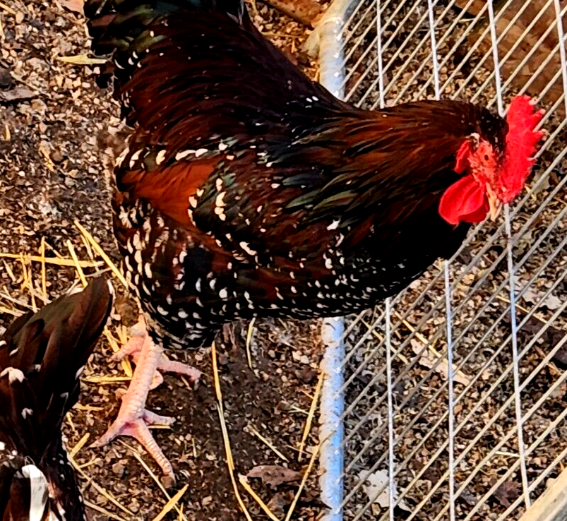 12 NPIP/AI Clean Speckled Sussex Chicken Hatching Eggs SHOW QUALITY ...