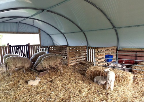 Livestock Shelter Sheep House Polytunnel Field Barn – 21ft Wide Sheep ...