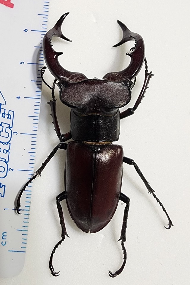 Lucanus elaphus male 59.84mm - Paoli, Indiana Lucanidae Stag Beetle ...