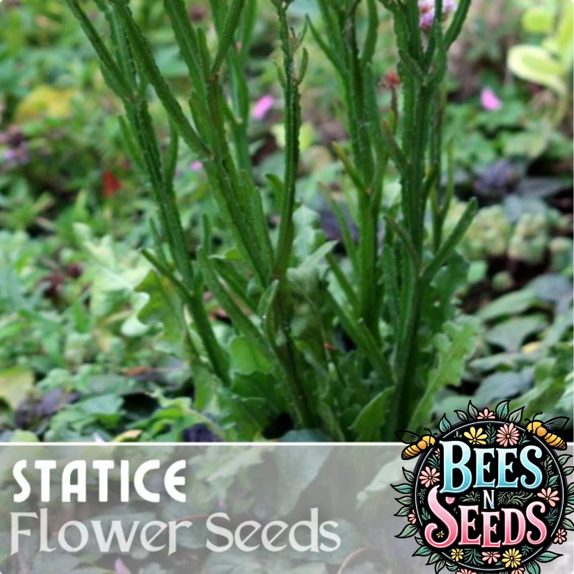 Statice Seeds - 85 Seeds - Twilight - Flower Seed Flowers Garden Non ...
