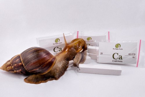 Organic Calcium for Pet Snails (Broken shell recovery), Land Snail ...
