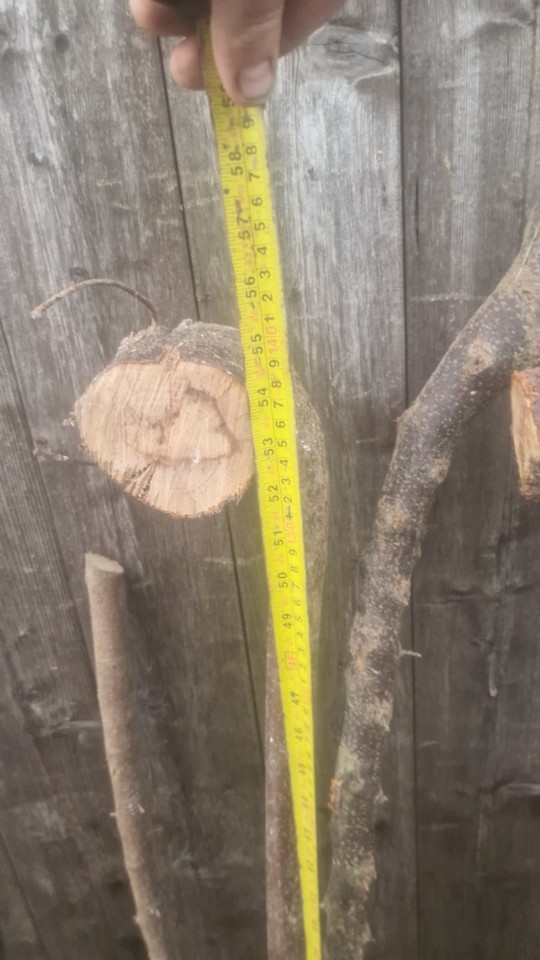 Blackthorn Walking Stick Shanks | eBay UK