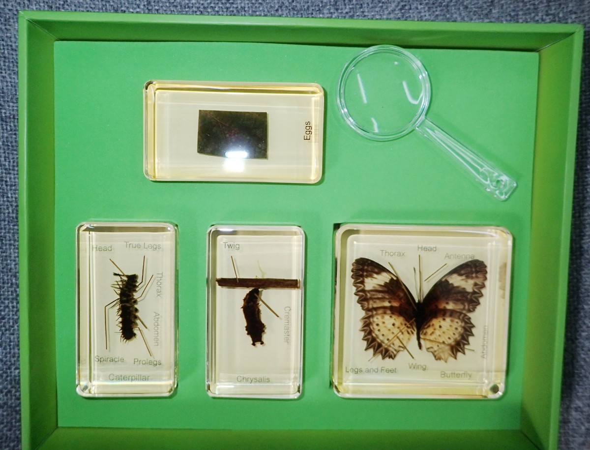 Lacewing Life Cycle Beneficial Insects: Lacewings And Antlions | USU