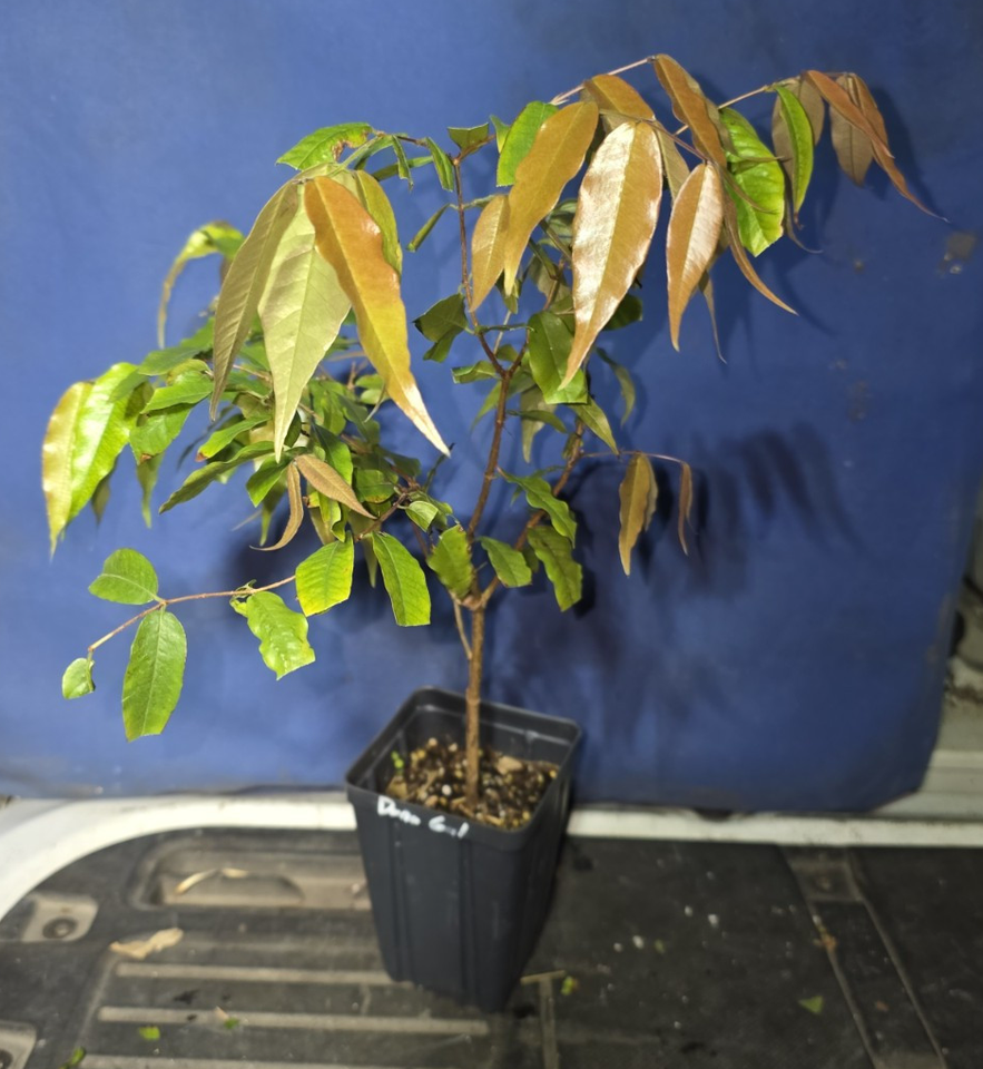 Plinia sp. "Dona Gal" Jaboticaba | eBay