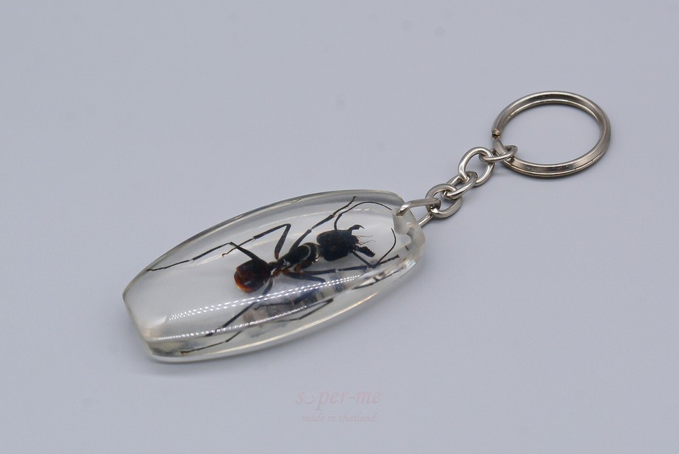 Real Insects Animals Big Black Ant insect in Clear Resin Collectibles ...