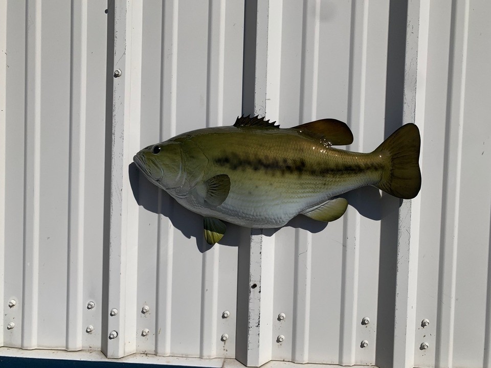 23" Largemouth Bass Half Mount Fish Replica - Left Facing - Quick ...