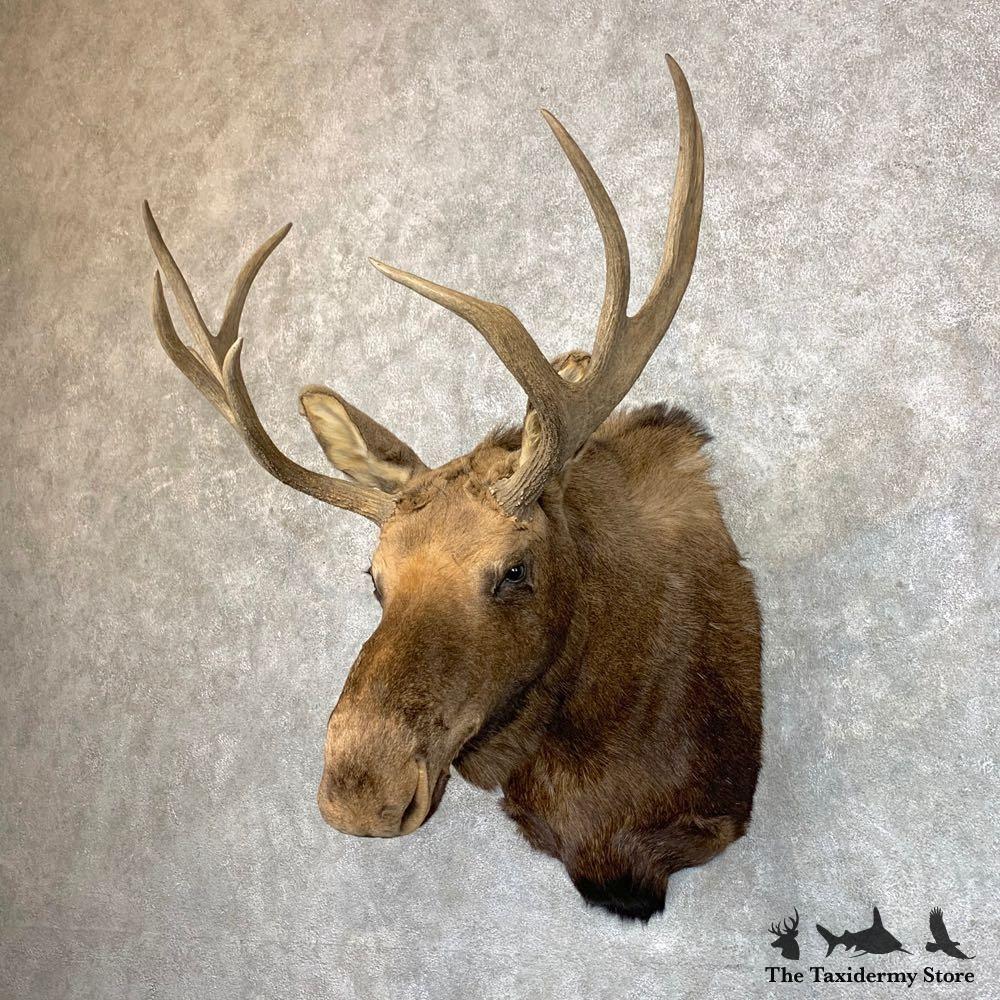 #23597 P | Eurasian Elk (European Moose) Shoulder Taxidermy Mount For ...