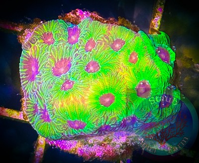SAF~ Fascination Favia Frag, Live Coral “WYSIWYG” Frag Plug, Brain ...