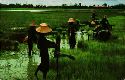 CPM AK THAILAND Nakorn-Chaisri Thailand: Uproot rice seedings (345493 ...