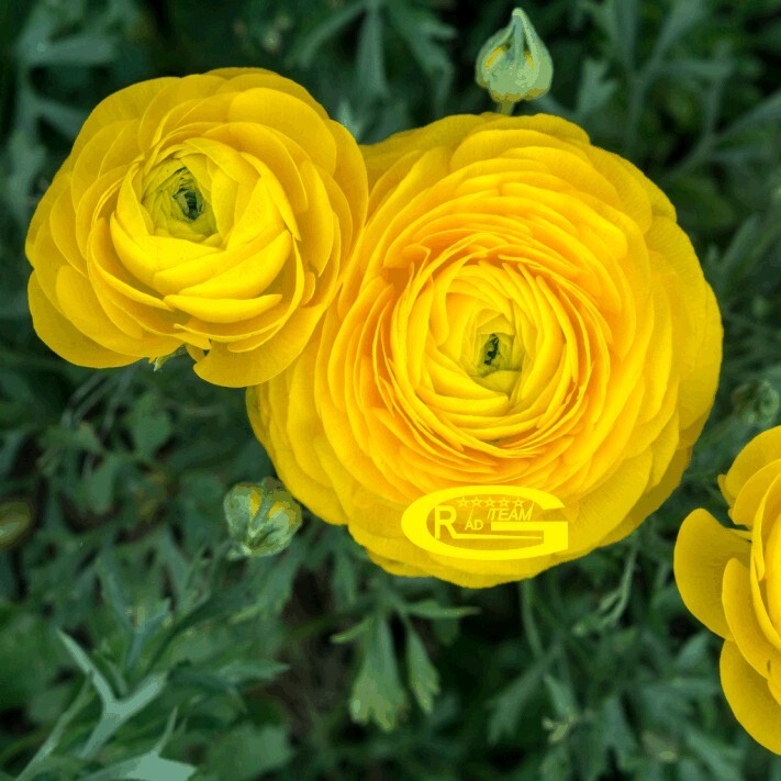 English Garden Flowers Mixed Bulbs Spring Summer Autumn Perennials ...