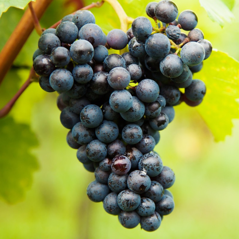 Grape Vine Vitis Deciduous Climbing Live Fruit Plant Hardy Outdoor ...