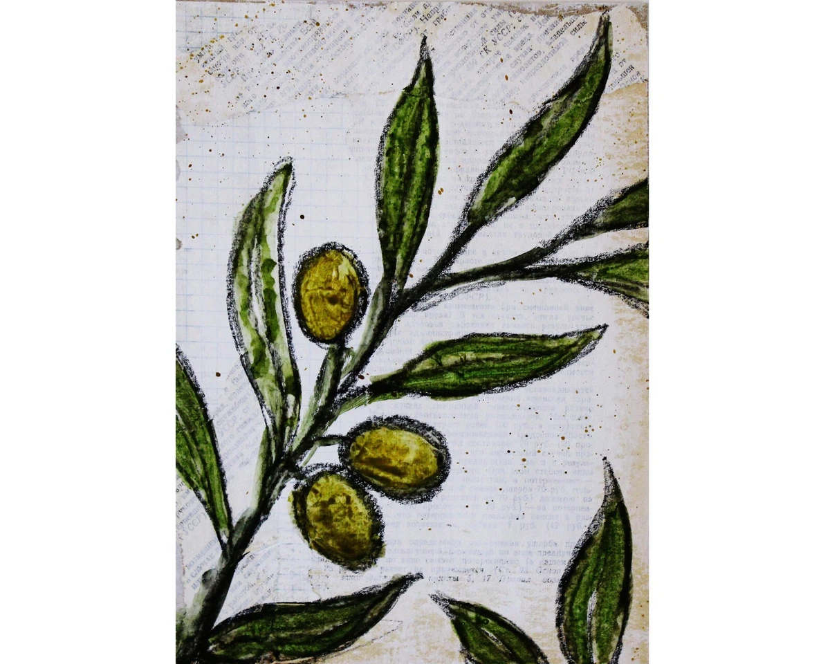 Olive Tree Botanical Drawing