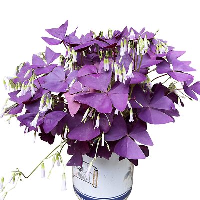 Purple Shamrocks 10 Bulb Lucky Lovely Flowers Bulbs Grows Indoor or ...