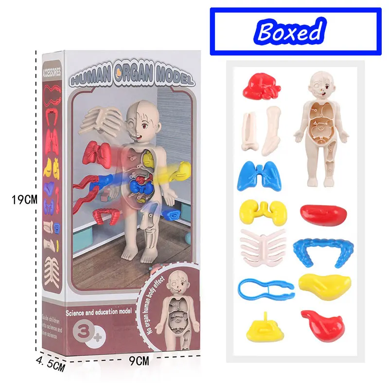 3D Human Body Torso Model Educational Assembly Learning DIY Toys Human ...