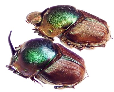 Insect - SCARABAEIDAE Proagoderus loricatus - Tanzania - Pair - 2. 11mm ...