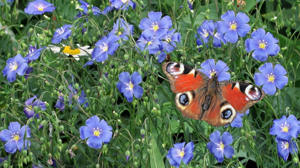 100 BLUE FLAX (Prairie Flax / Lewis Blue Flax) Linum Perenne Lewisii ...