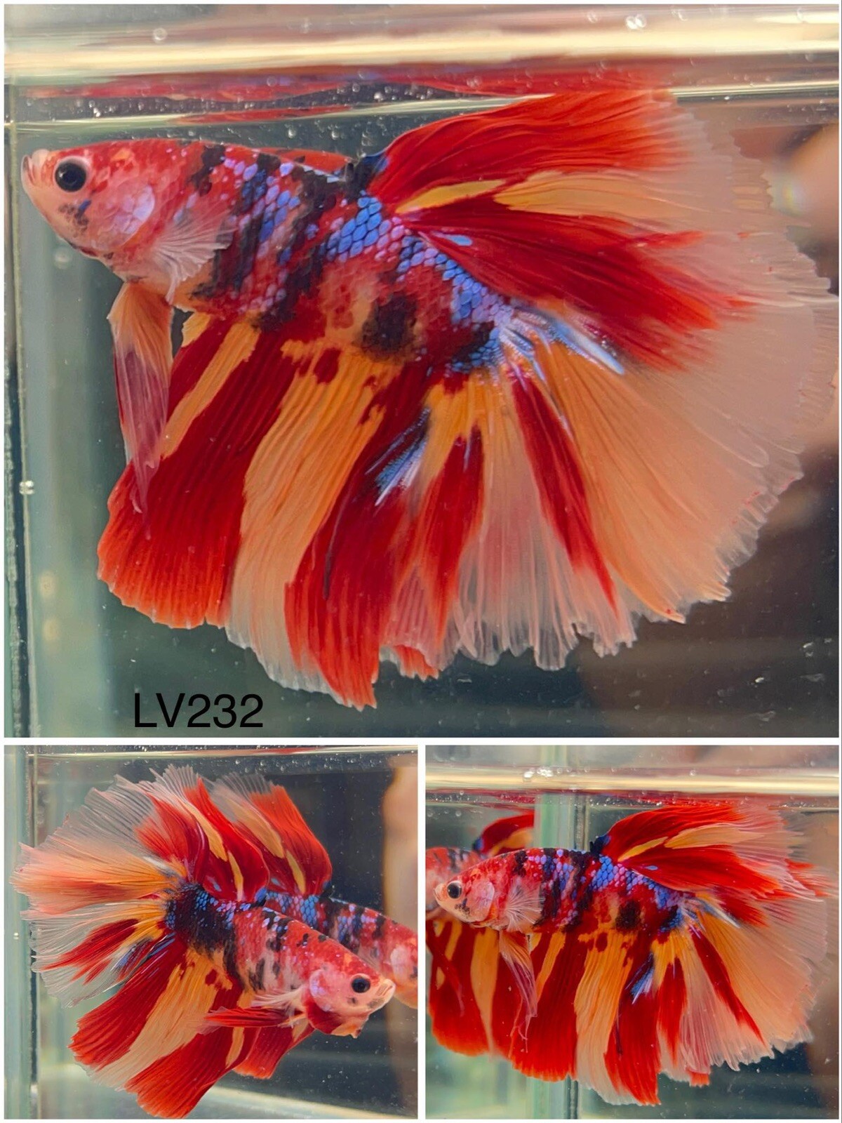 Male Betta Live Fish - Koi Candy Galaxy Halfmoon - LV232 - High Quality ...