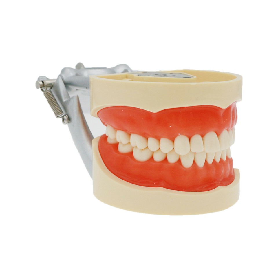 Kilgore NISSIN 200 Type Dental Typodont Model Removable Preparation ...
