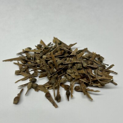 Japanese Green Maple Bonsai Tree Seed Pack Acer Palmatum | eBay