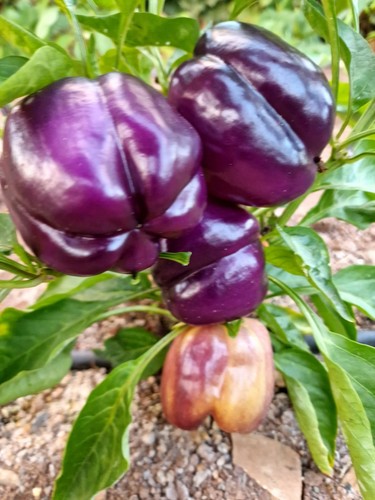 50 Purple Beauty Sweet Bell Pepper Seeds- With Bonus! | Organic Non-GMO ...