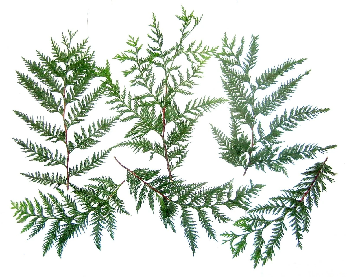 Cedar Tree Branch
