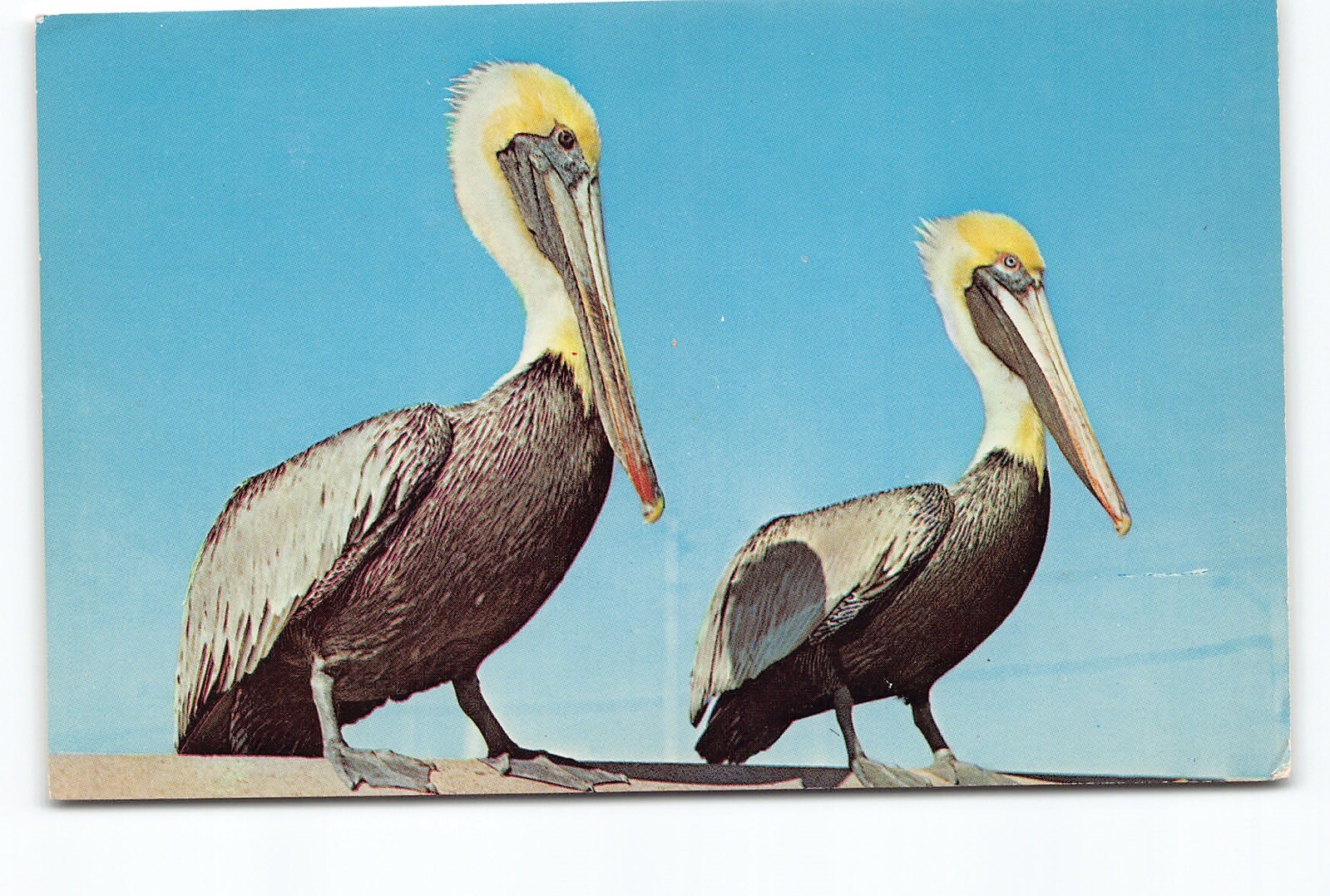 Pelican Remarkable Bird Bill Holds More Than Belly Can Chrome Postcard ...