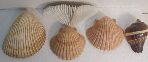 lot of Sea Shells Beautiful Nautical Display Coral unique fan shape ...