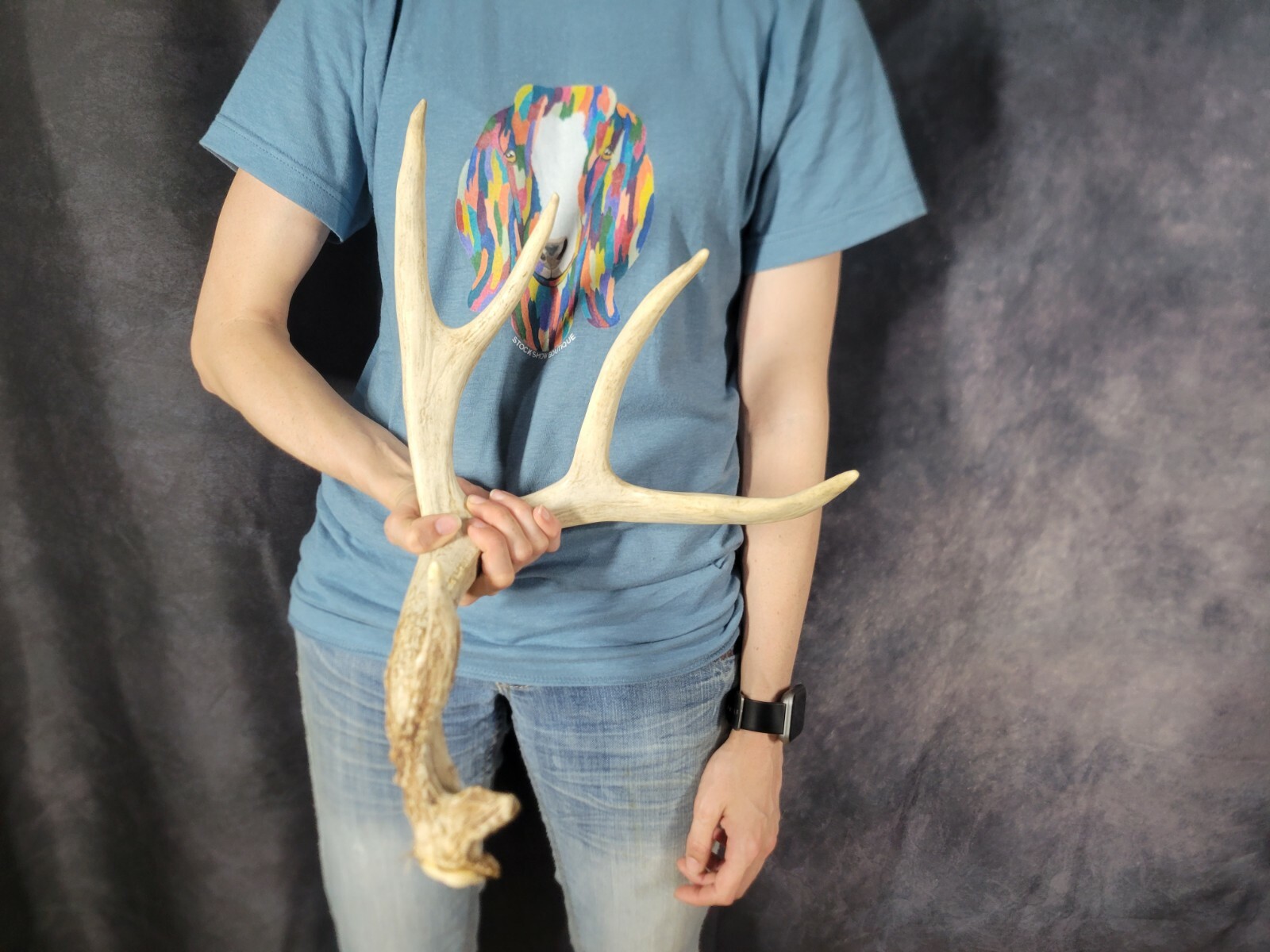 Wild Whitetail Deer Antler Shed Horn Rack 6 Point Typical 61" Split G2 ...