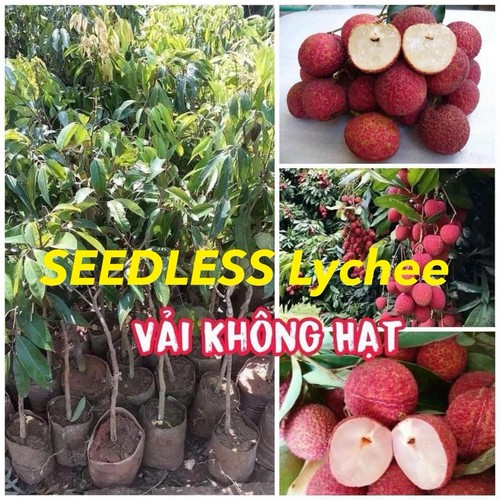 Airlayered SEEDLESS LYCHEE Tree ~3ft tall. Vải Không Hạt. Ship UPS whole pot. | eBay