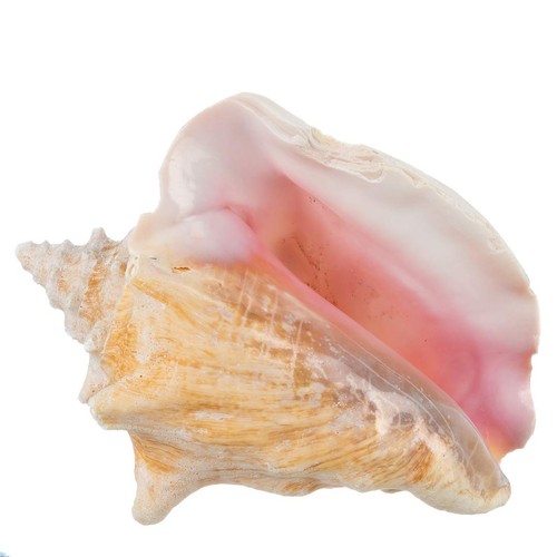 Conch Shell Decor - Seashell Decor - Imperfect (8-10in) Large Sea Shell ...