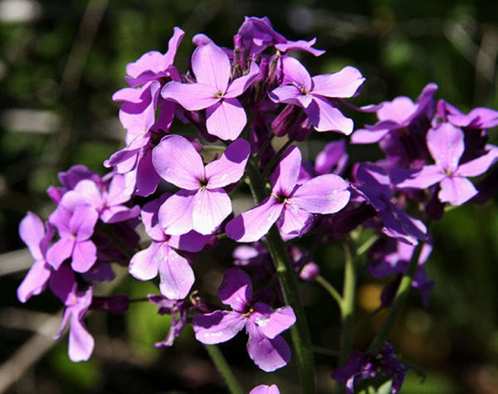 DAME'S ROCKET FLOWER SEEDS - GARDEN SEEDS - BULK | eBay