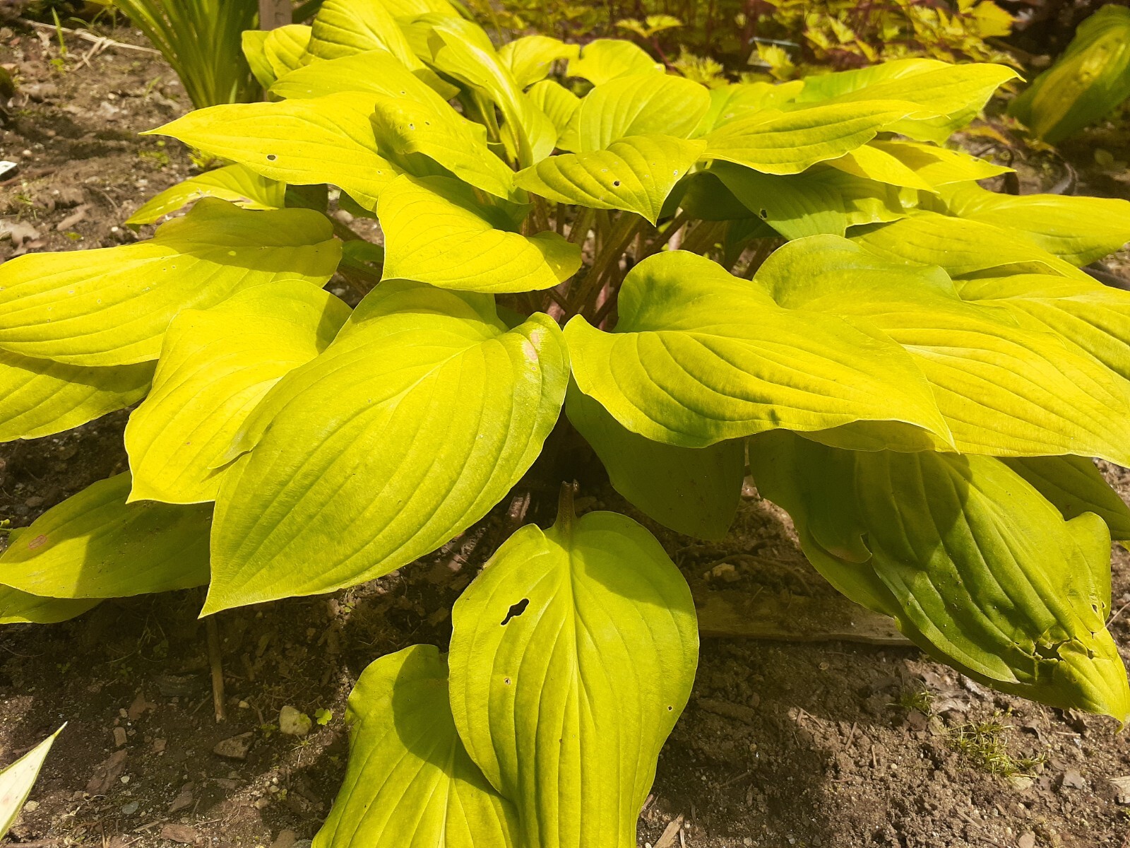 Hosta Seeds mix of colors, size, and leaf shape 50+ perennial seeds | eBay