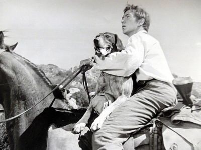 SAVAGE SAM Movie Film 8x10 PHOTO WALT DISNEY 1963 Brian KEITH Live ...