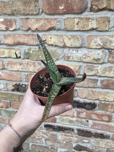 Aloe macrocarpa hybrid? 4” Pot Live Succulents | eBay