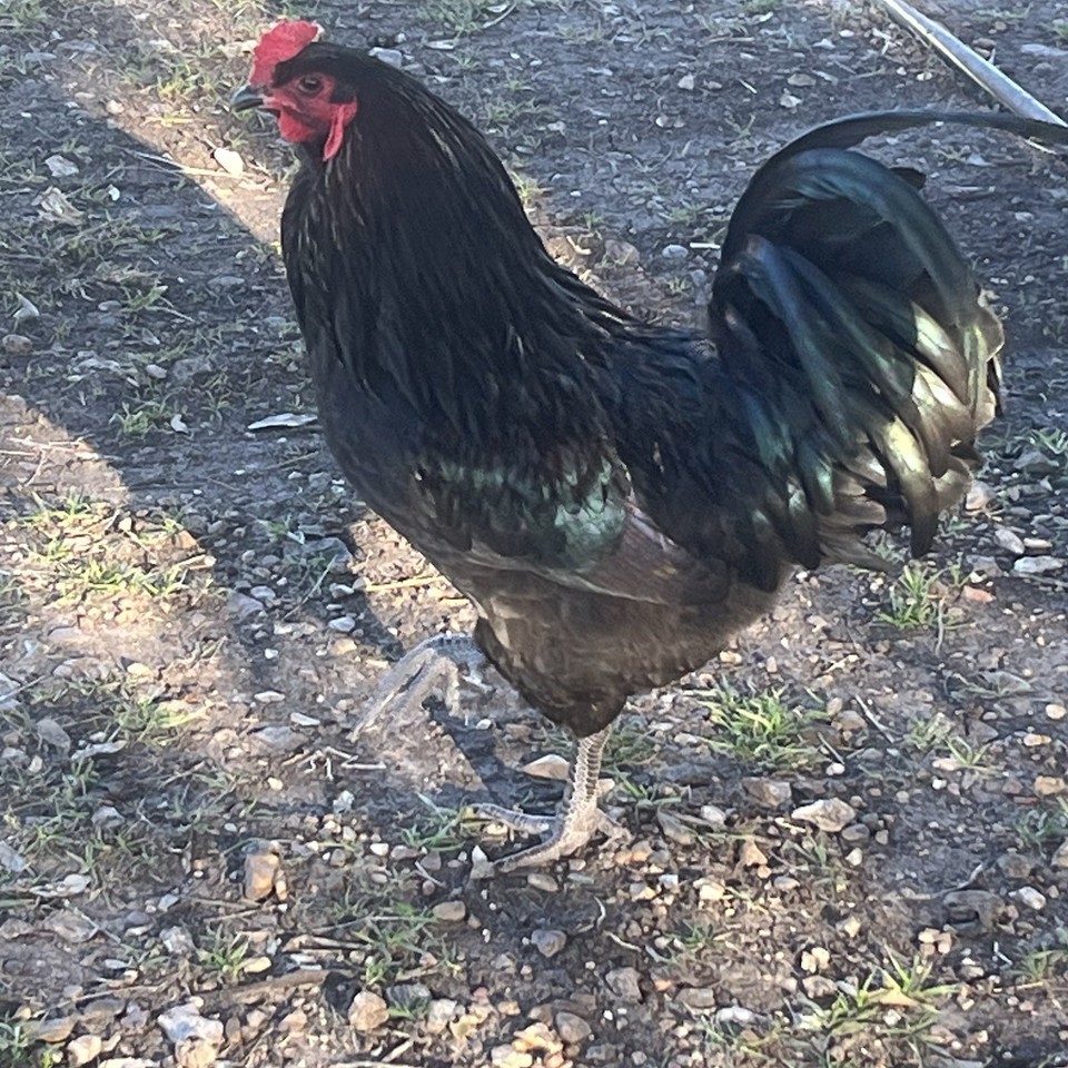 12 Fertile Chicken Hatching Eggs – Rainbow Barnyard Mix – Green, Brown ...
