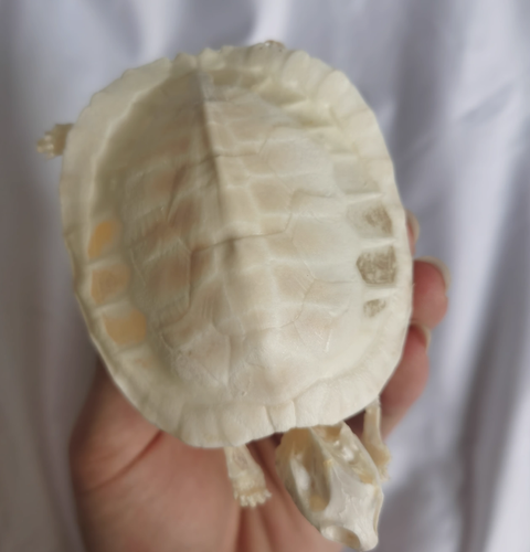 Turtle Skeleton Real Animal Bones Fine Art Work Tortoise Specimen ...