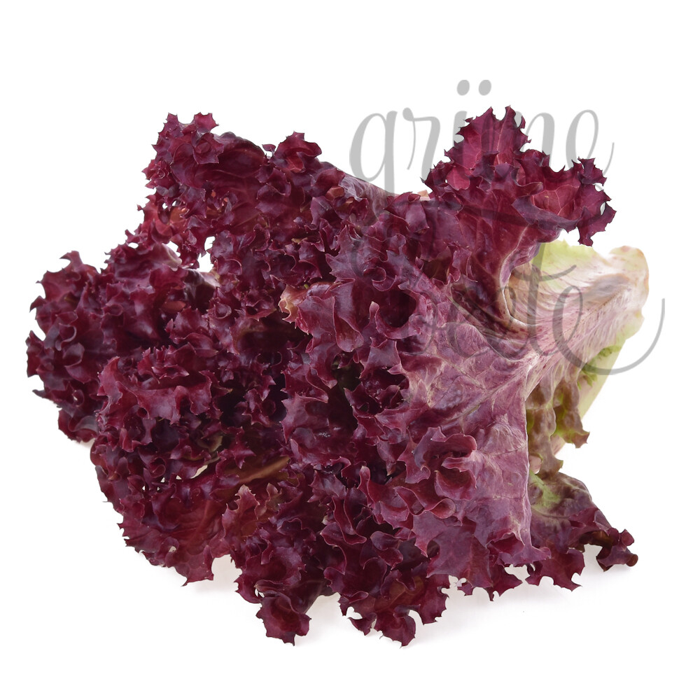 LOLLO ROSSA 400+ Samen PFLÜCKSALAT Salat Lollo rosso LACTUCA SATIVA ...