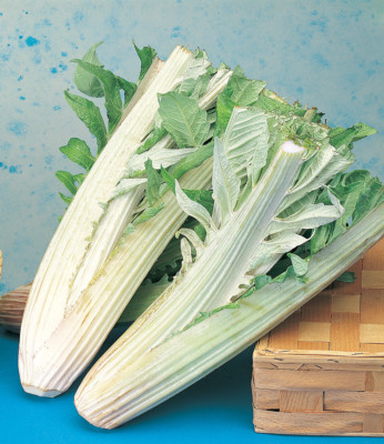 25 graines CARDON BLANC IVOIRE(Cynara cardunc.)T106 CARDOON BIANCO ...